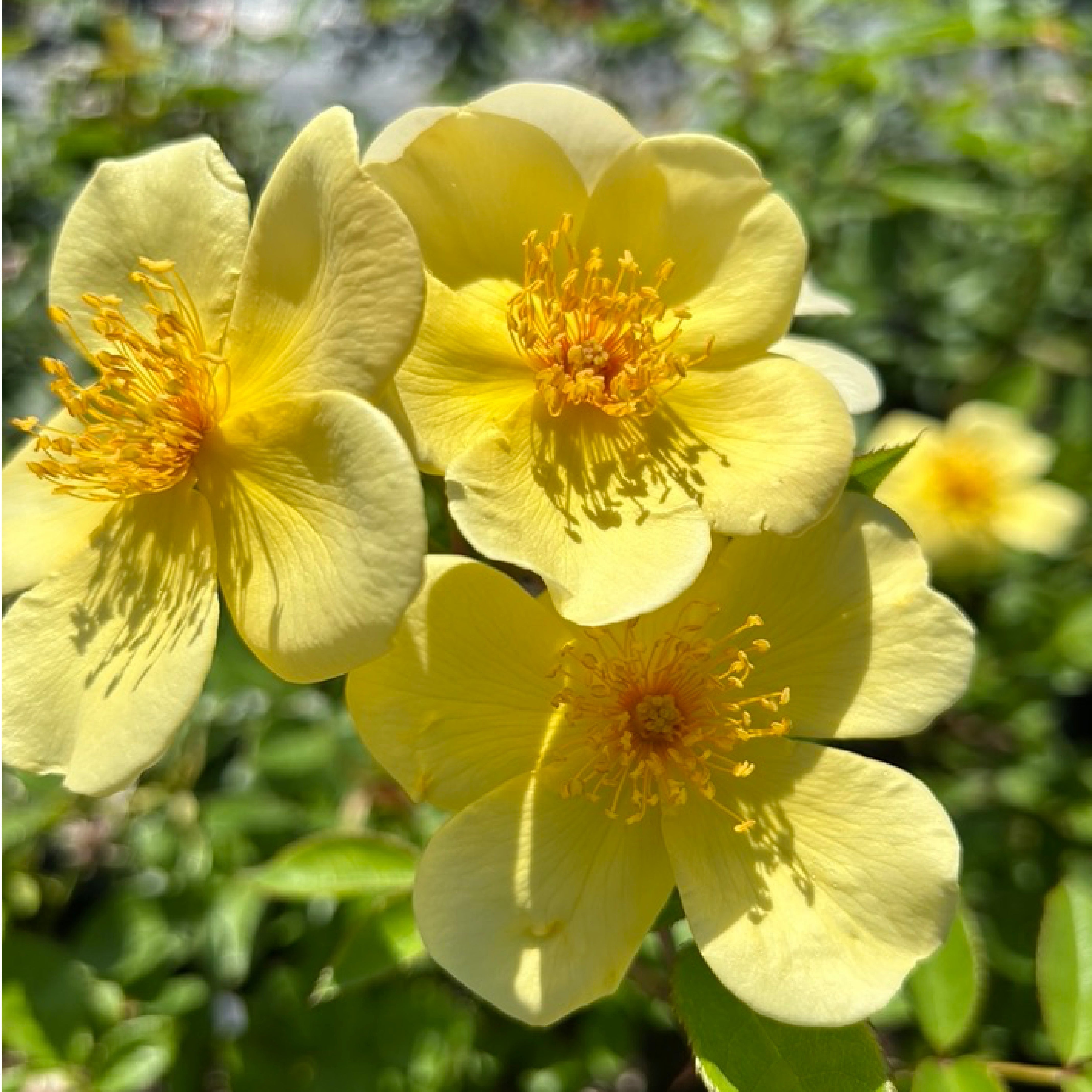 SHRUB – Wild Rose Nursery