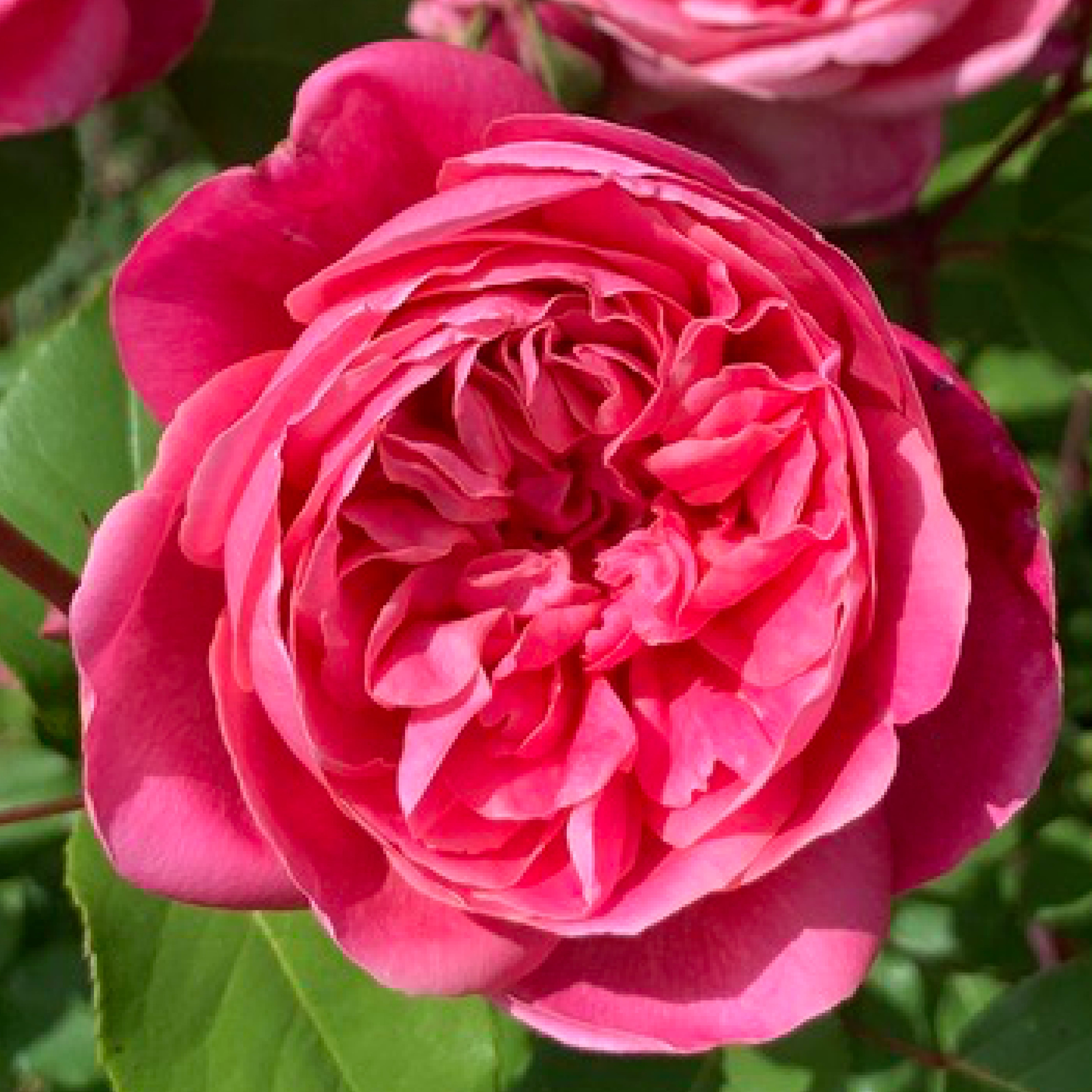 HERITAGE – Wild Rose Nursery