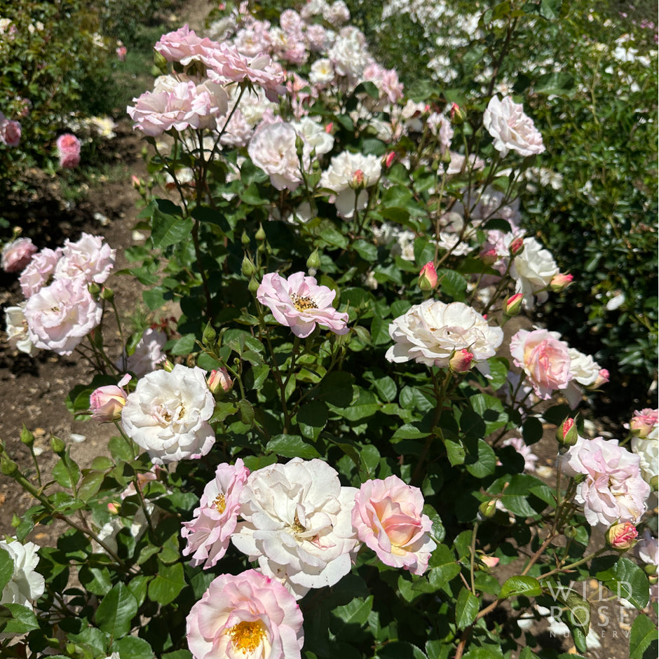 PINK – Wild Rose Nursery