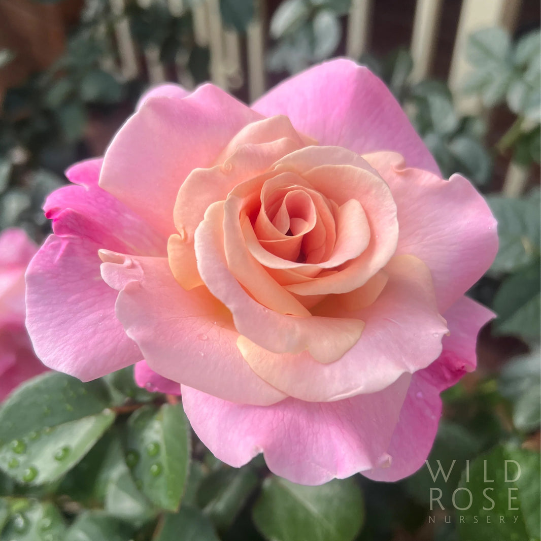 PINK – Wild Rose Nursery
