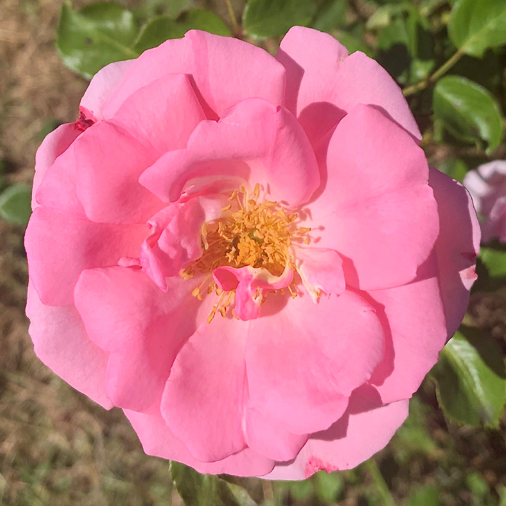 Bantry Bay – Wild Rose Nursery