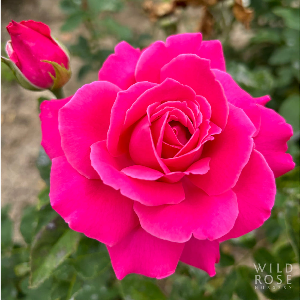 Best Friend – Wild Rose Nursery