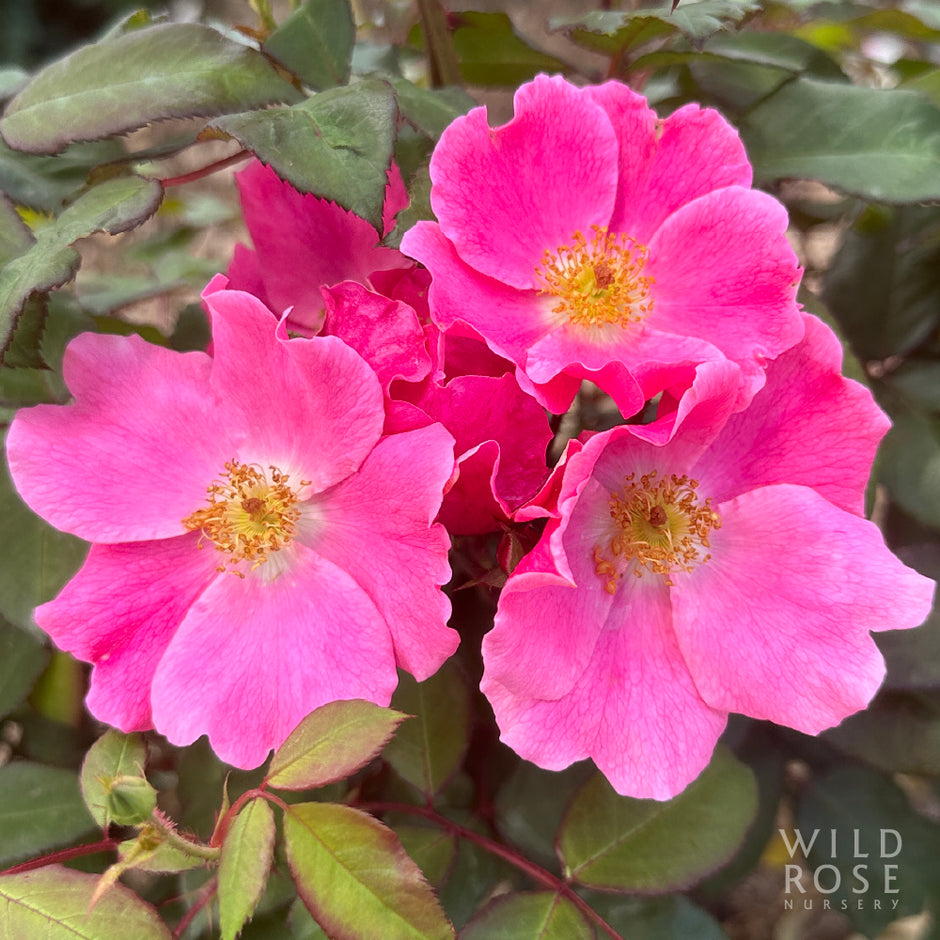 PINK – Wild Rose Nursery