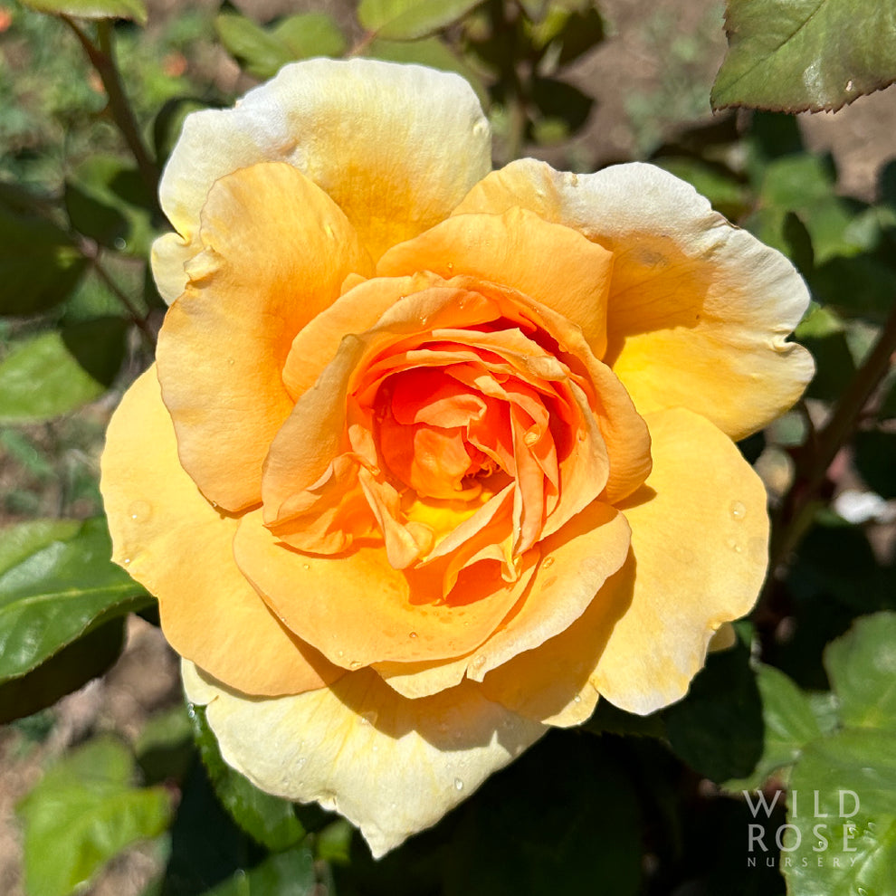 Cannes Festival – Wild Rose Nursery