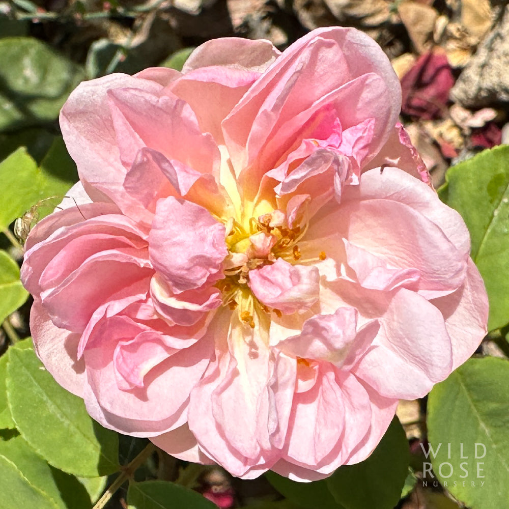 Desprez à Fleur Jaune – Wild Rose Nursery