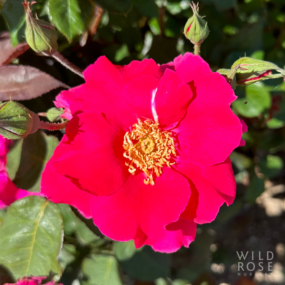 Editor Stewart rose – Wild Rose Nursery