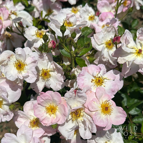 Escapade – Wild Rose Nursery