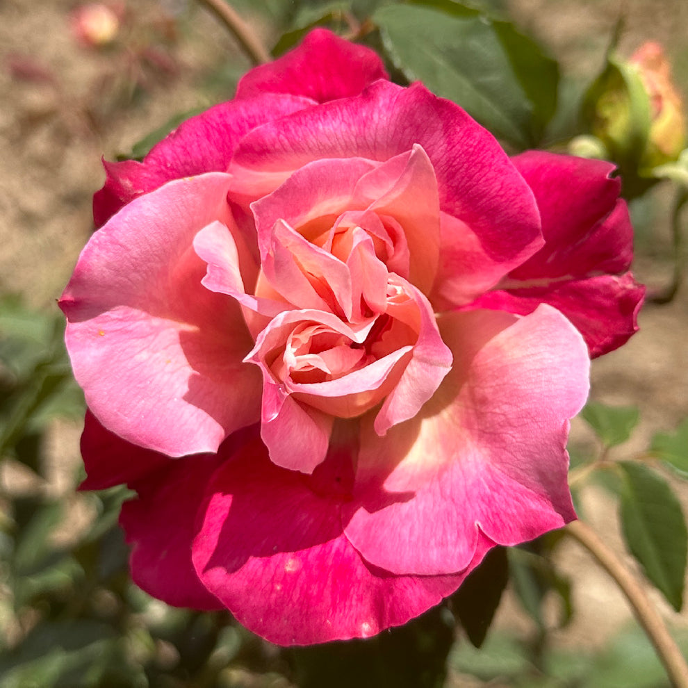 Général Galliéni – Wild Rose Nursery