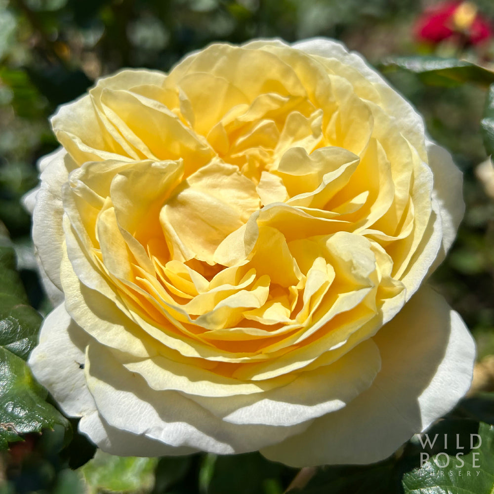 Gold Pierre de Ronsard – Wild Rose Nursery