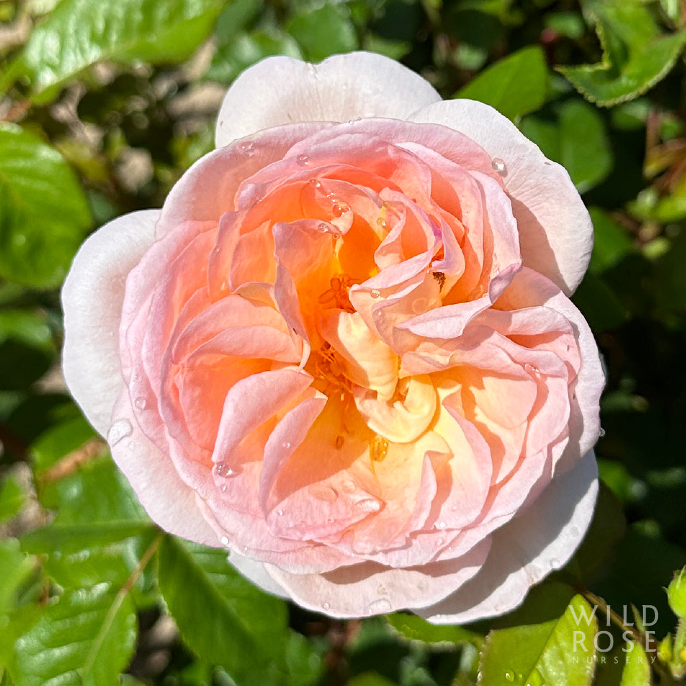 Jean Galbraith rose – Wild Rose Nursery