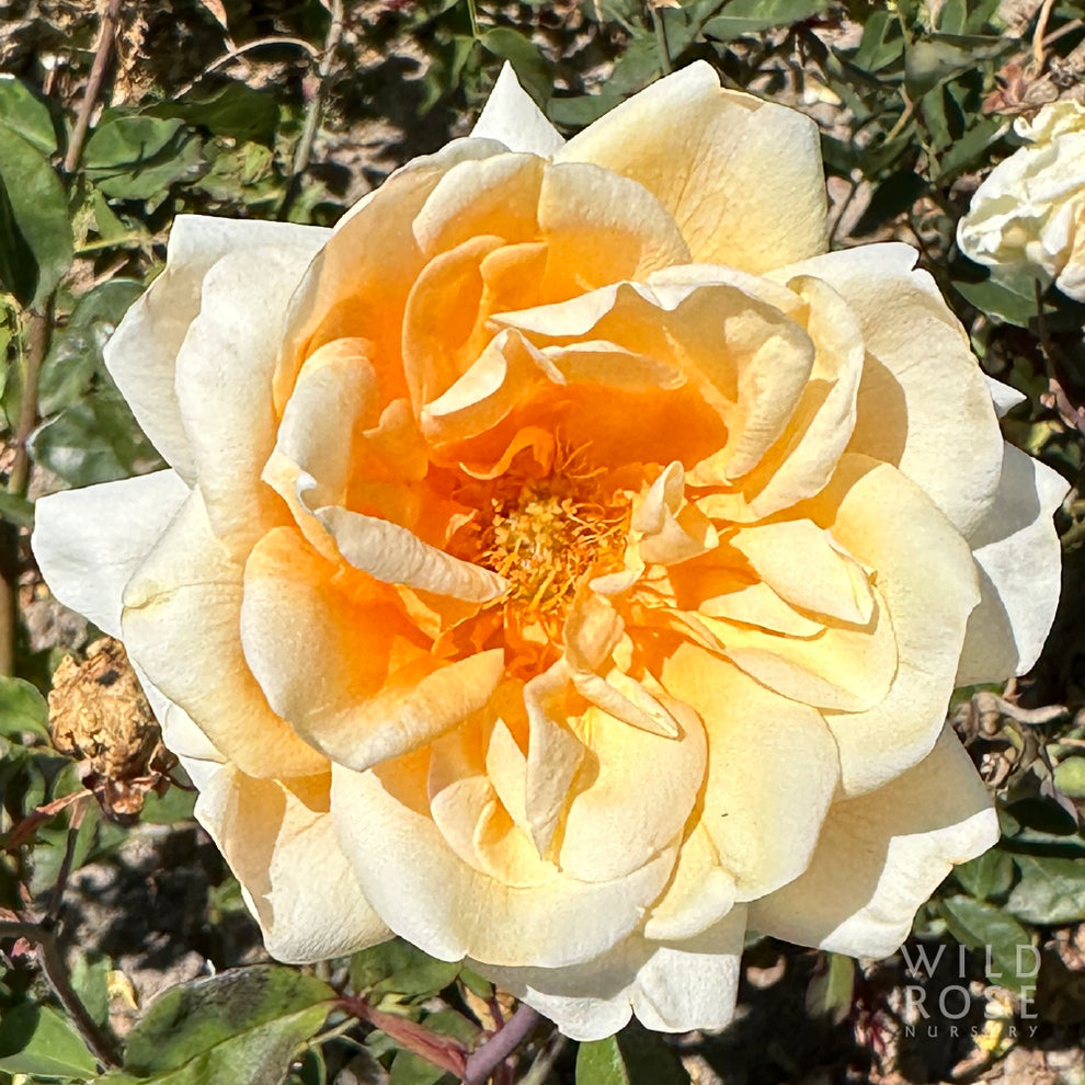 Lady Hillingdon – Wild Rose Nursery