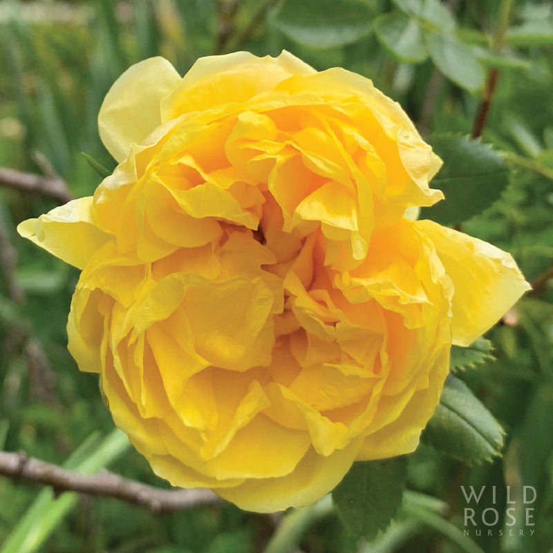 Lawrence Johnston – Wild Rose Nursery
