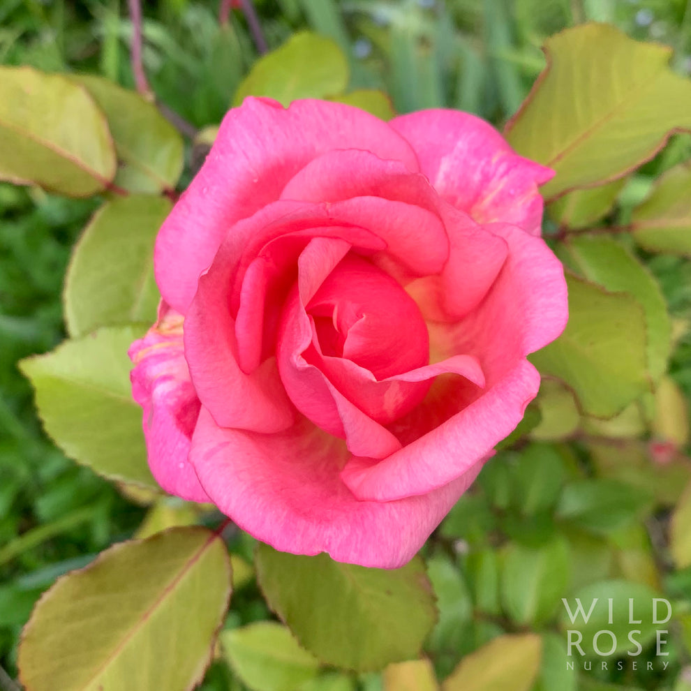 Lorraine Lee – Wild Rose Nursery