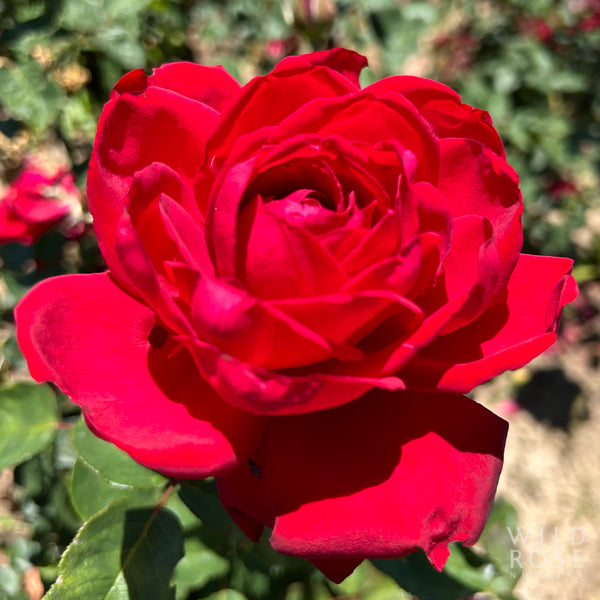 Loving Memory – Wild Rose Nursery