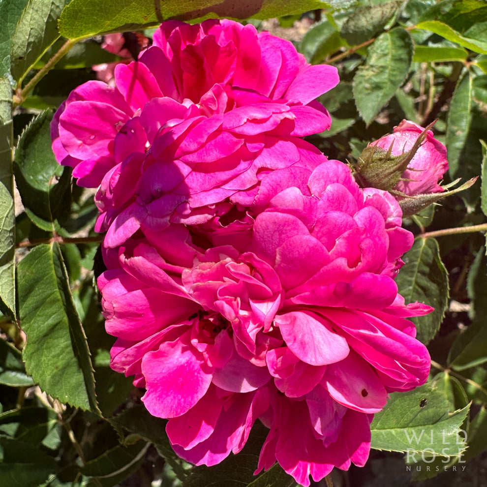 Miss Curry ROR – Wild Rose Nursery