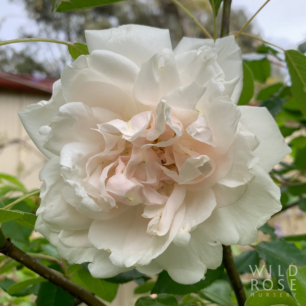 Mme Alfred Carrière – Wild Rose Nursery