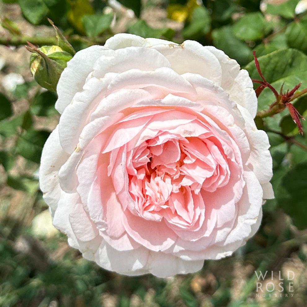 Mme Caroline Testout – Wild Rose Nursery