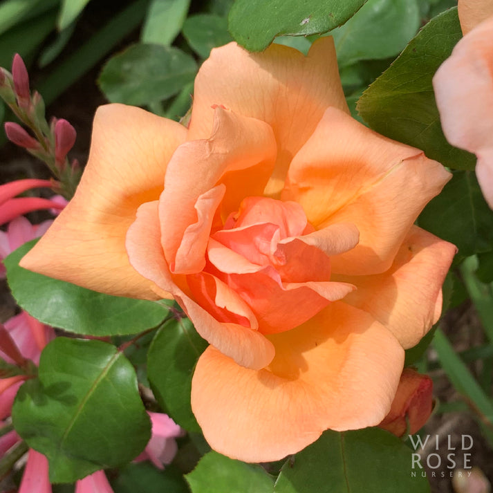 Mrs Arthur Robert Waddell – Wild Rose Nursery