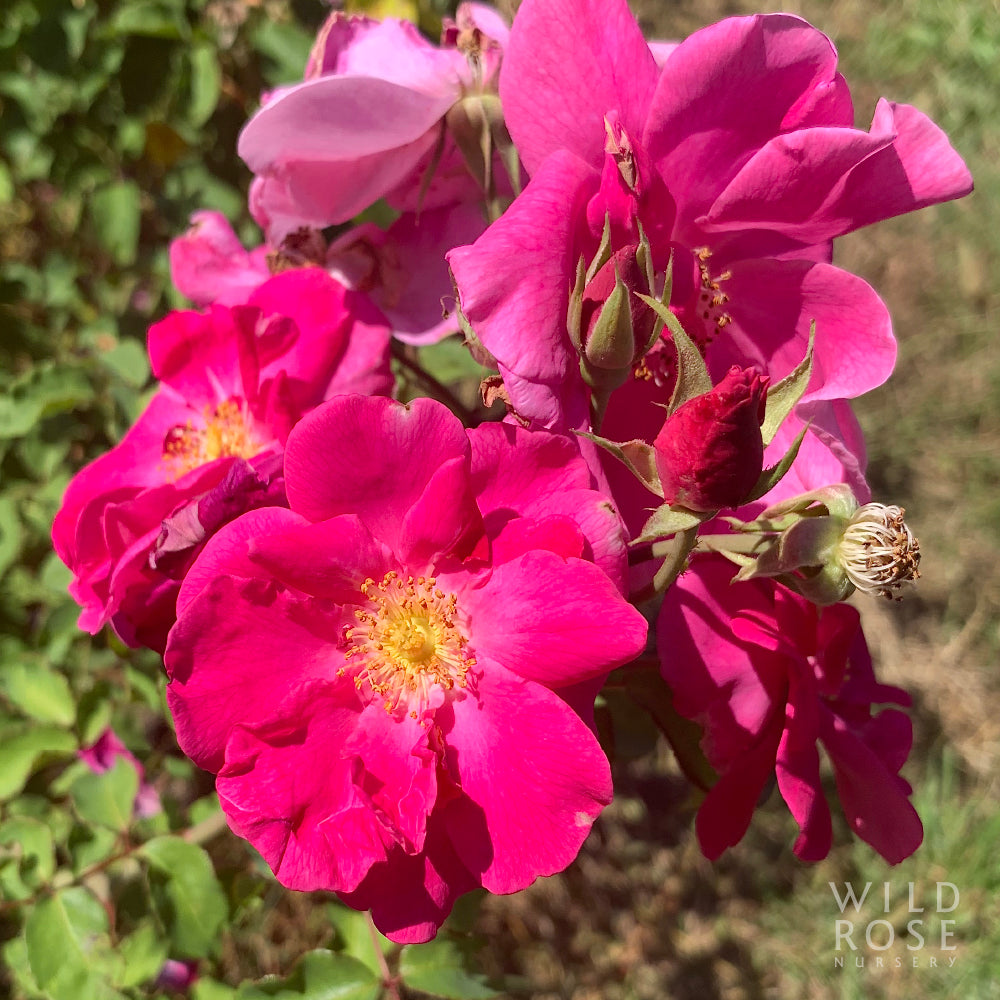 Nur Mahál – Wild Rose Nursery