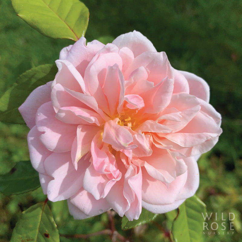 Octavus Weld – Wild Rose Nursery