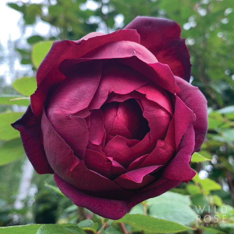 Oklahoma – Wild Rose Nursery
