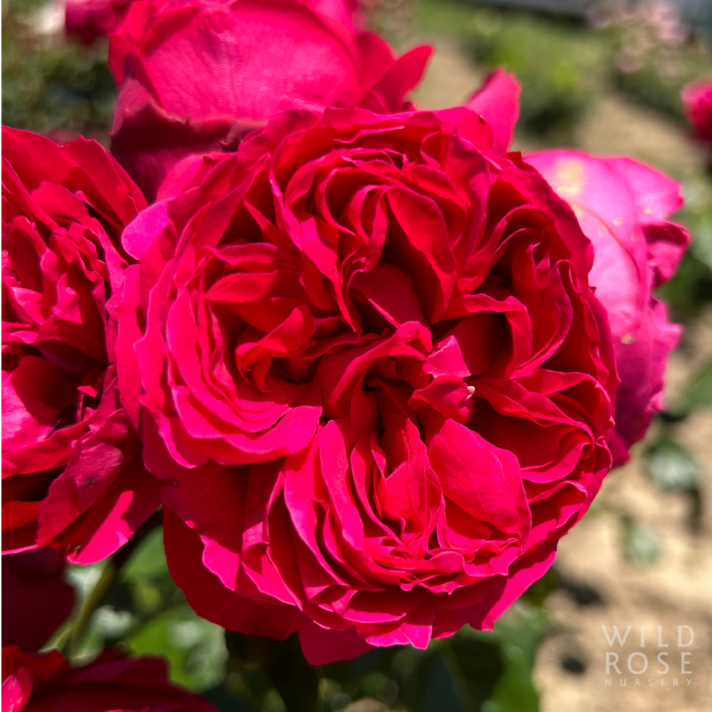 Red Pierre de Ronsard – Wild Rose Nursery