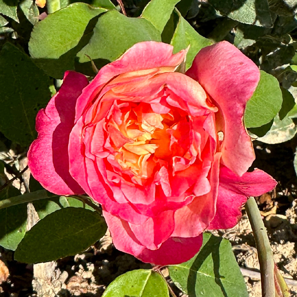 Rosette Delizy – Wild Rose Nursery
