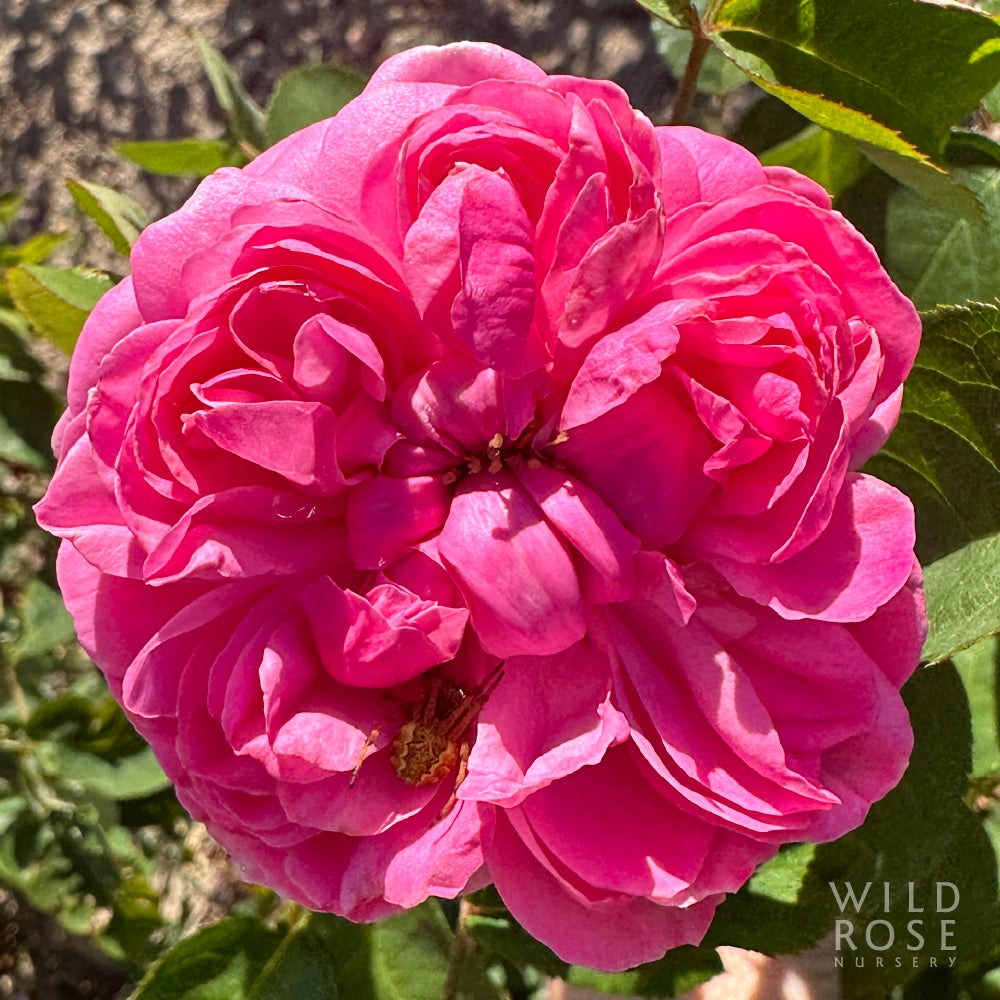 Sidonie – Wild Rose Nursery