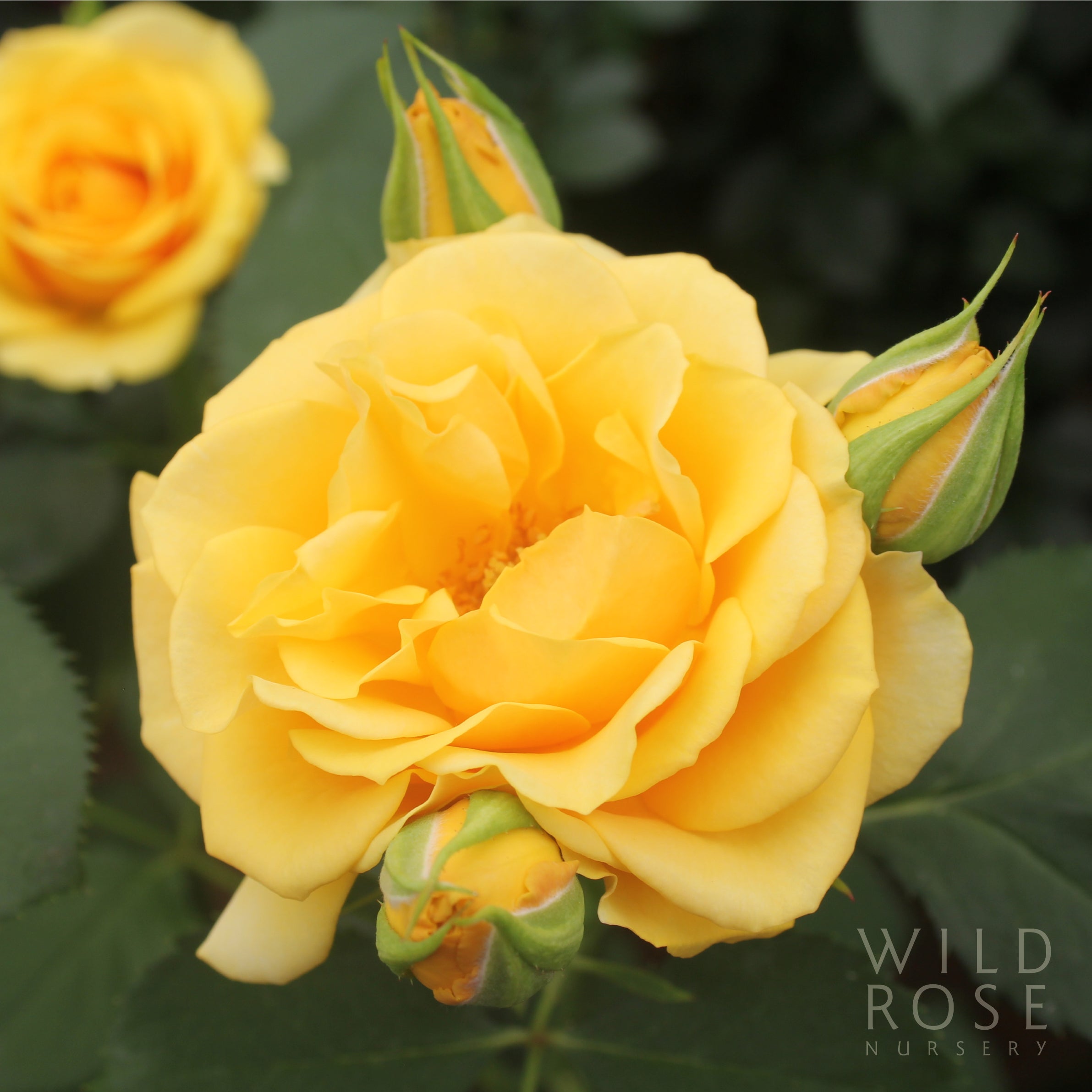 Always an Angel – Wild Rose Nursery