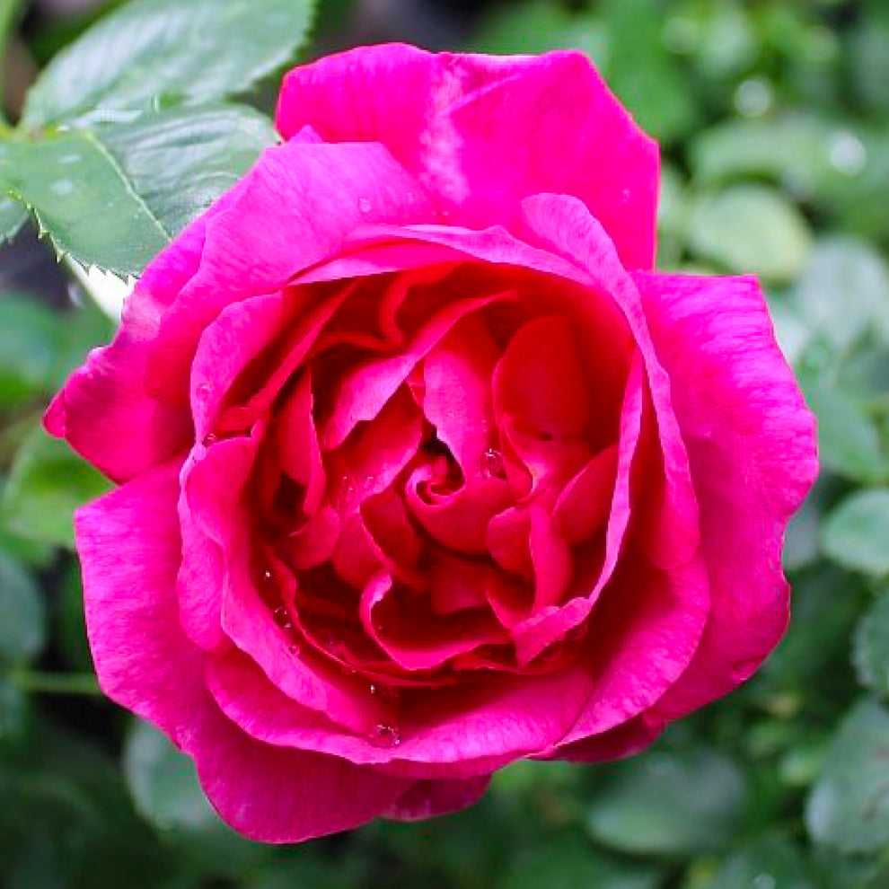 American Beauty rose – Wild Rose Nursery
