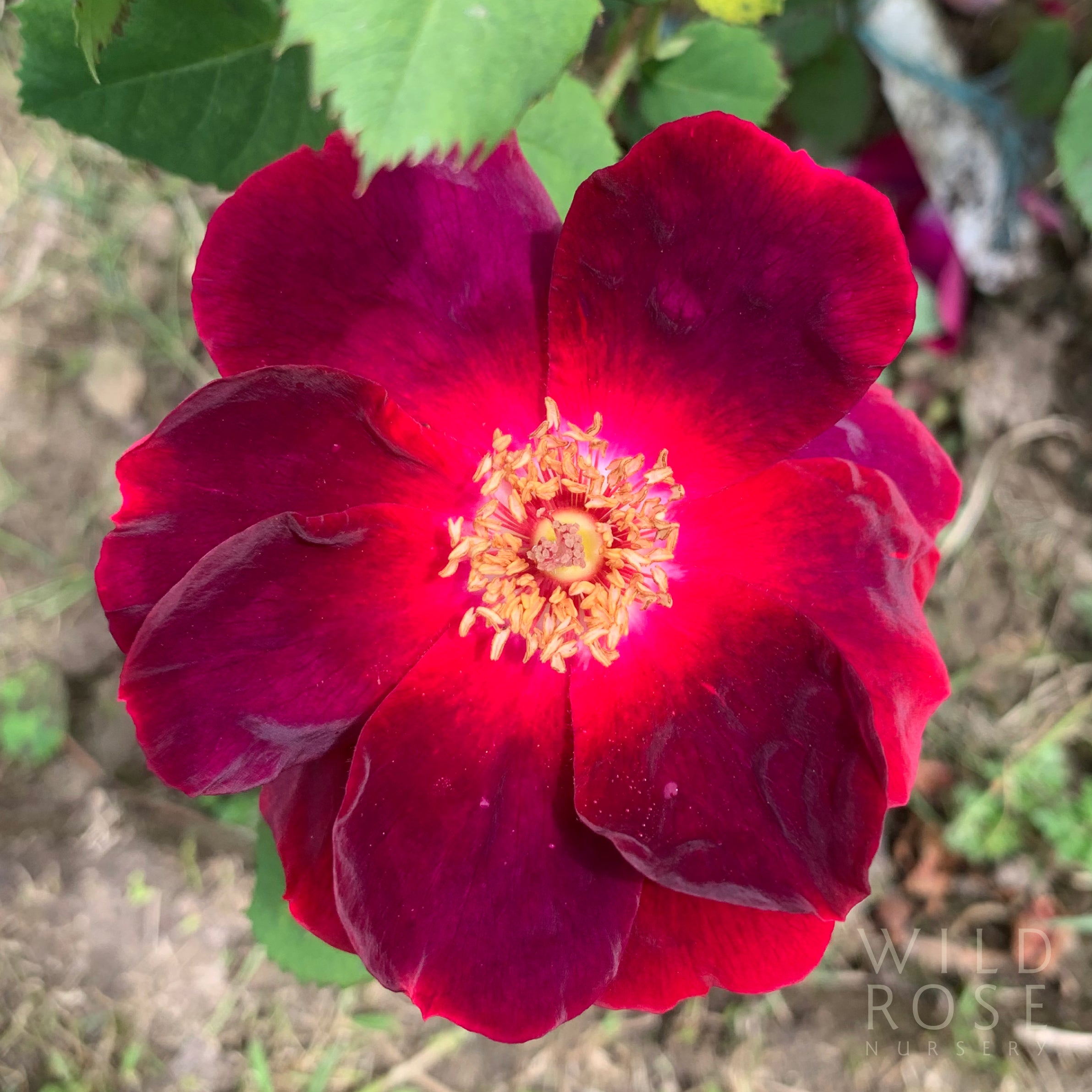 ALL ROSES – Wild Rose Nursery