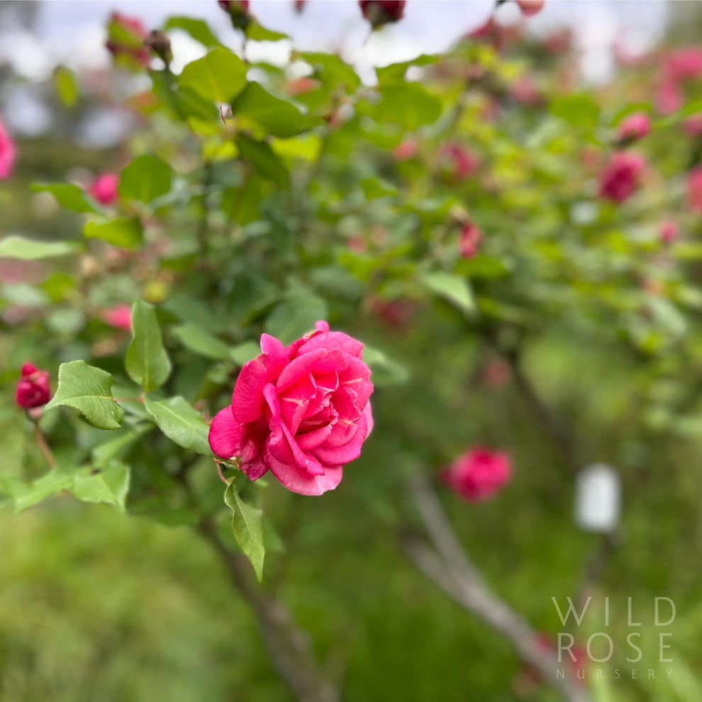 Beauté Inconstante – Wild Rose Nursery