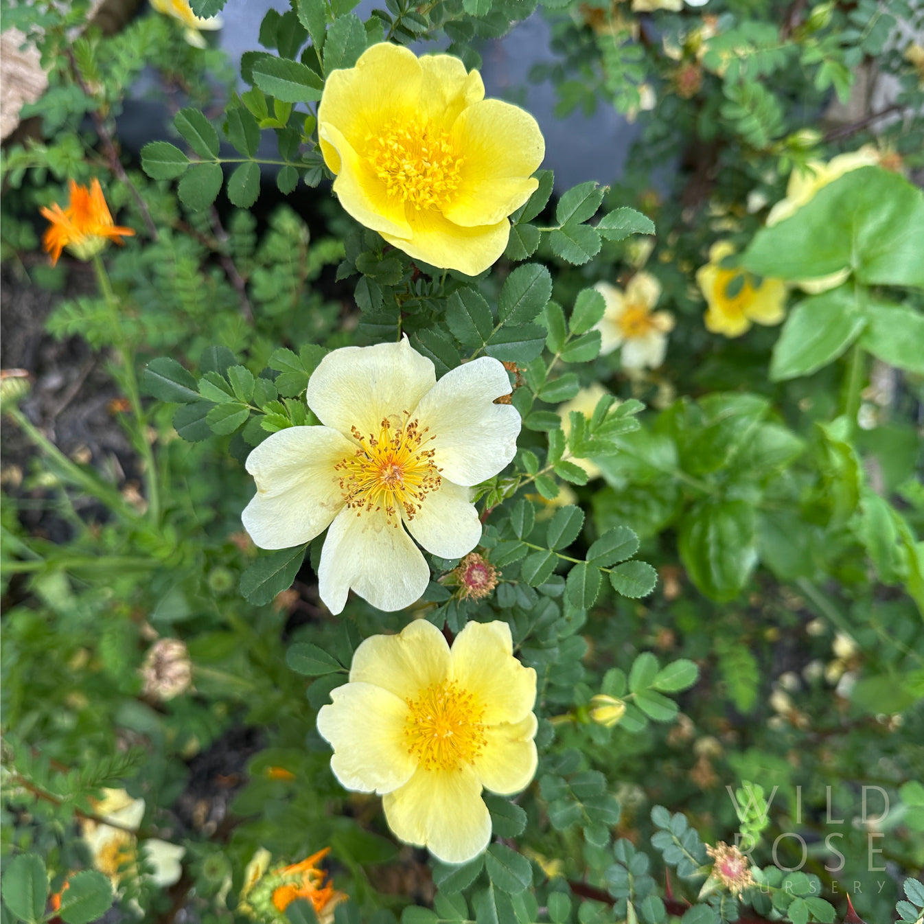 R. xanthina 'Canary Bird' – Wild Rose Nursery