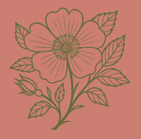 Chicago Peace B/R – Wild Rose Nursery