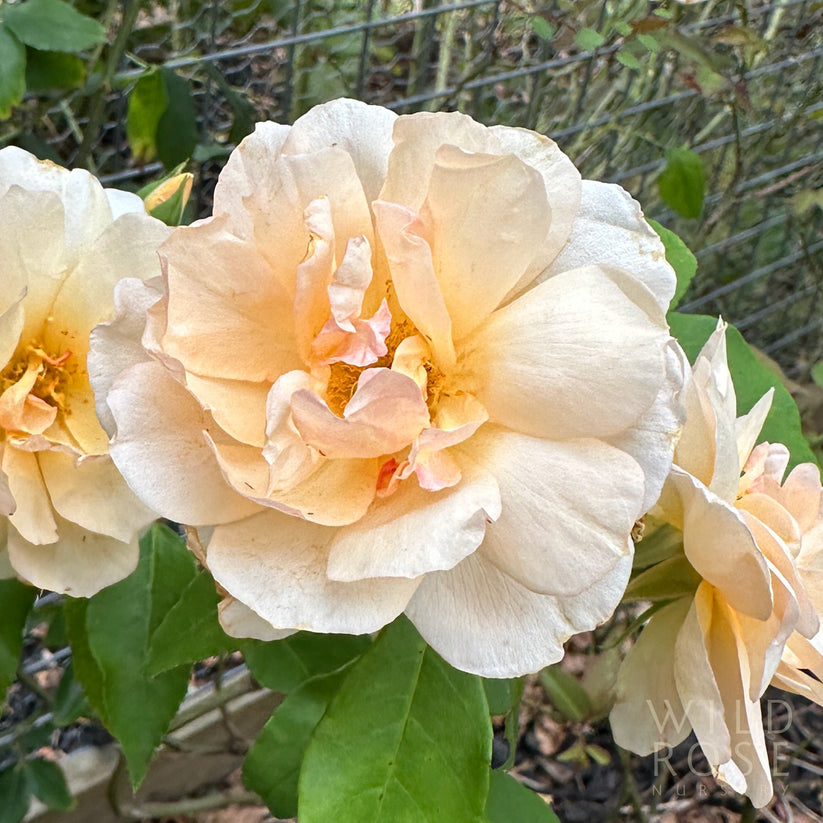 Crepuscule rose – Wild Rose Nursery