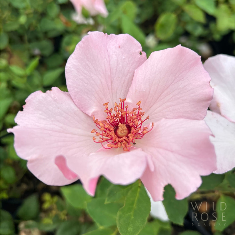 Dainty Bess – Wild Rose Nursery