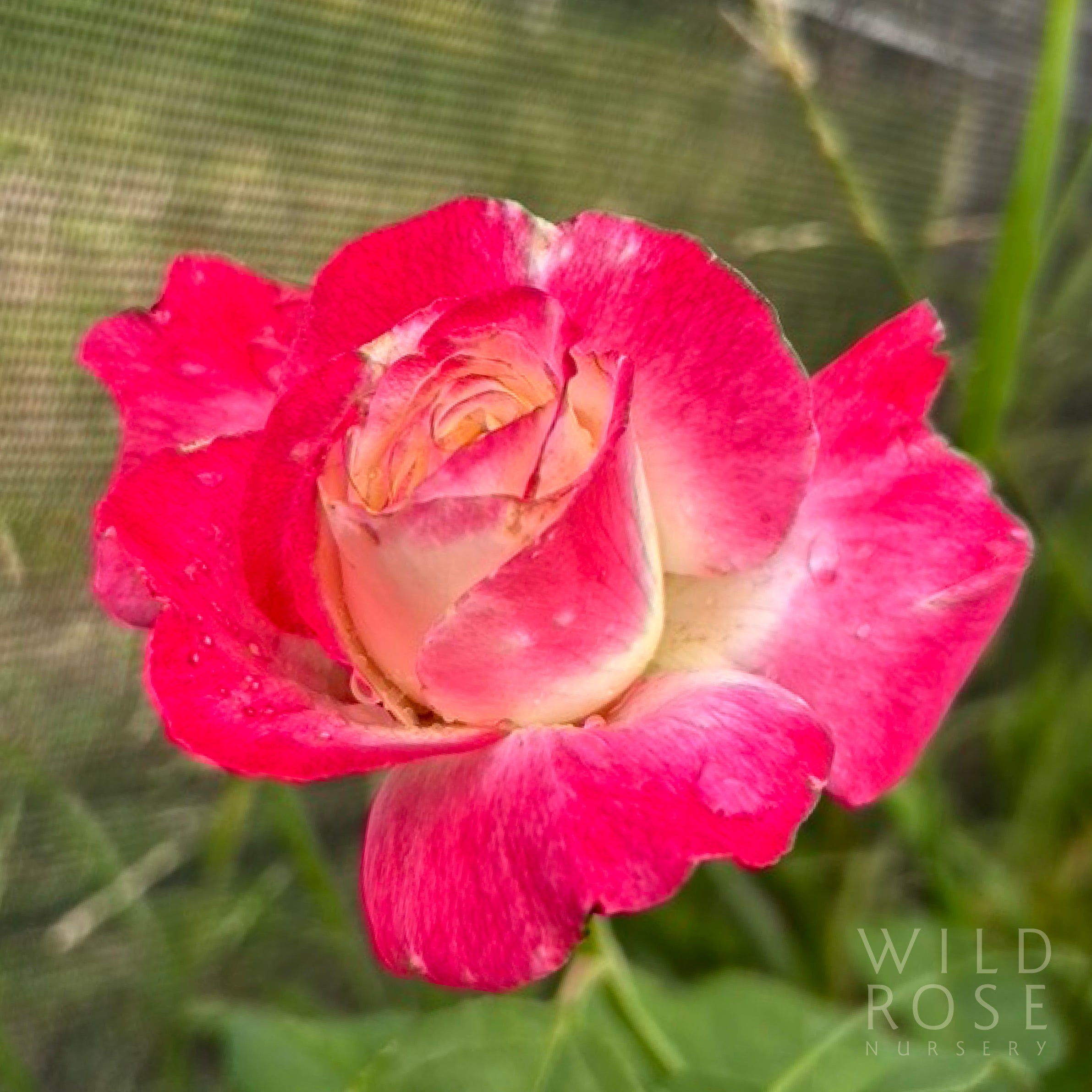 Double Delight – Wild Rose Nursery