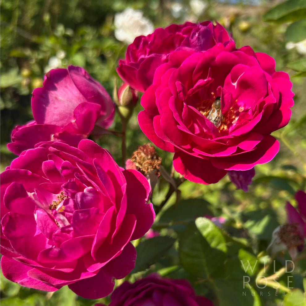 Dr Hogg – Wild Rose Nursery