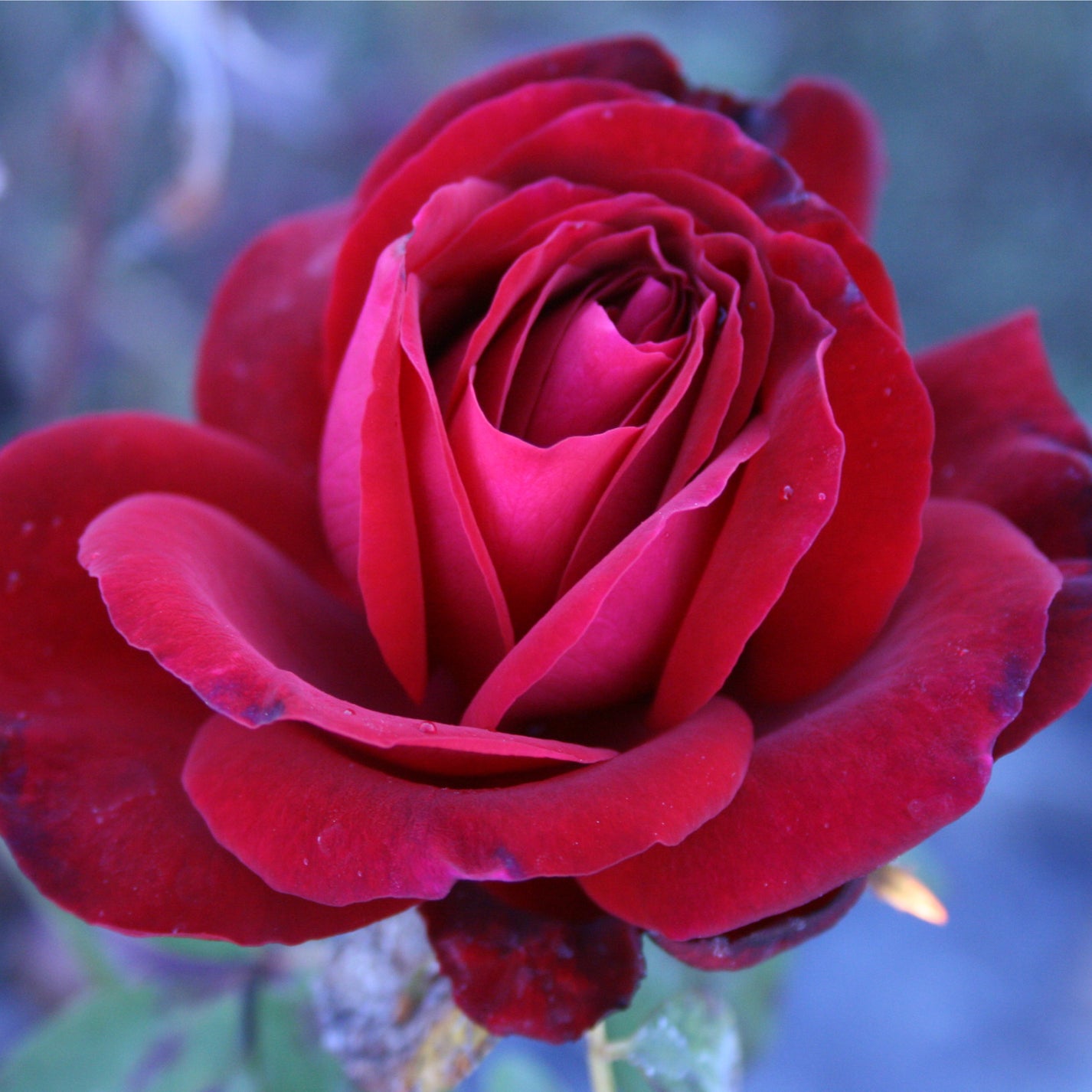 Edith Piaf, Climbing – Wild Rose Nursery