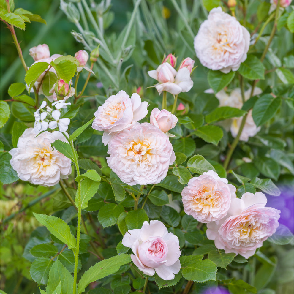 Emily Brontë – Wild Rose Nursery