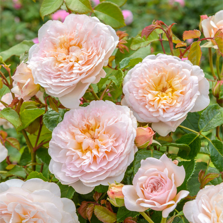 Emily Brontë – Wild Rose Nursery