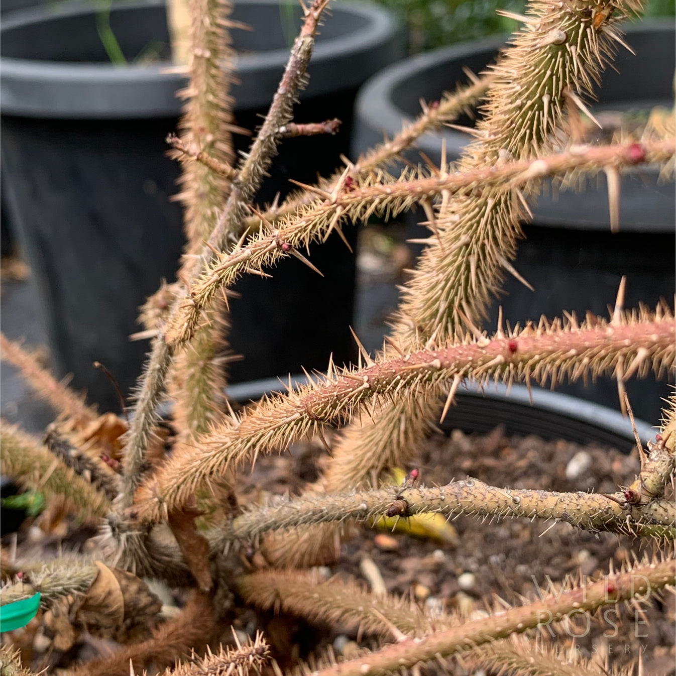 R. farrari 'Persetosa' – Wild Rose Nursery
