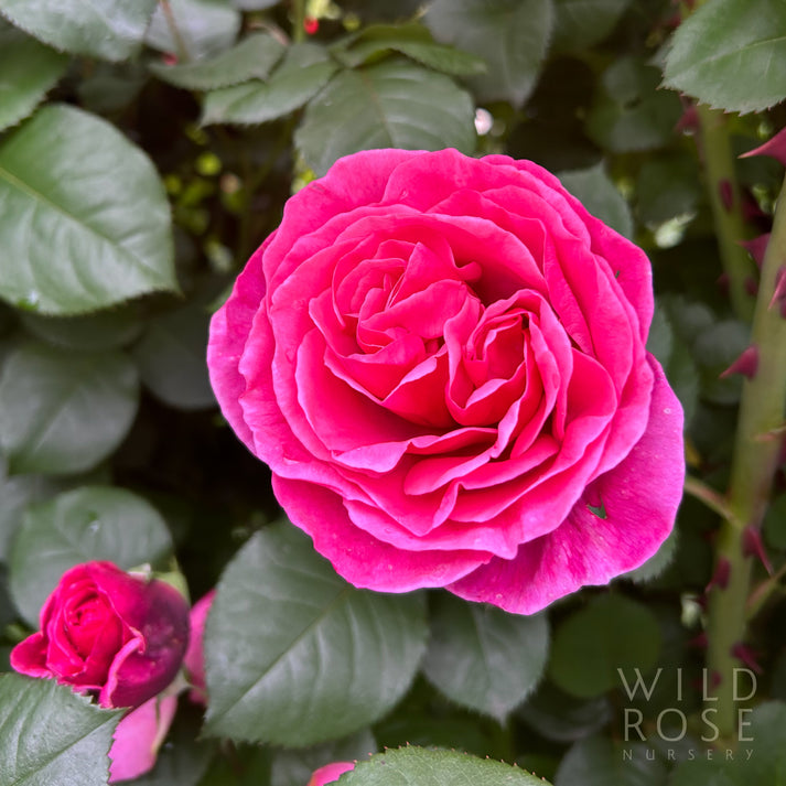 Forget-Me-Not – Wild Rose Nursery