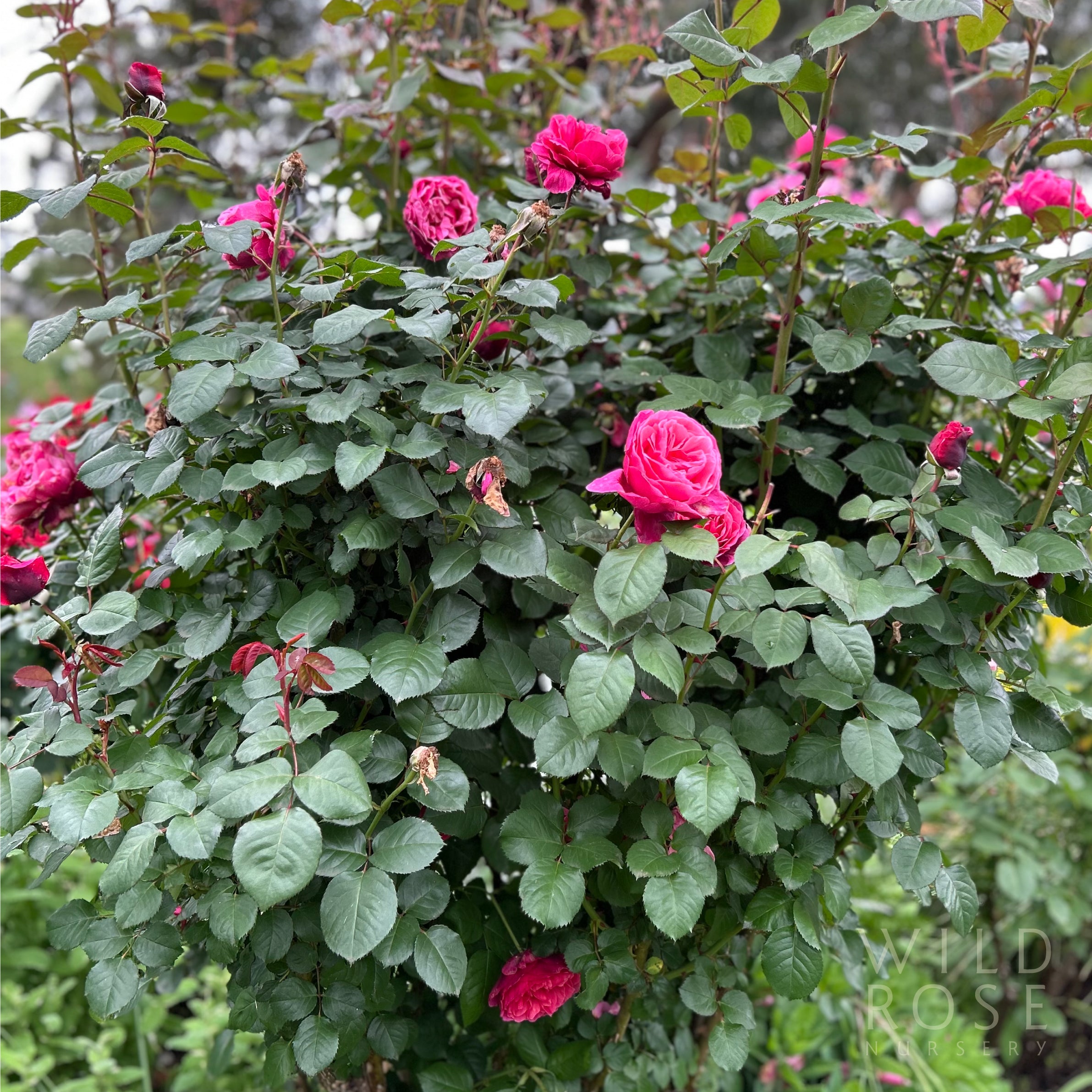 Forget-Me-Not – Wild Rose Nursery