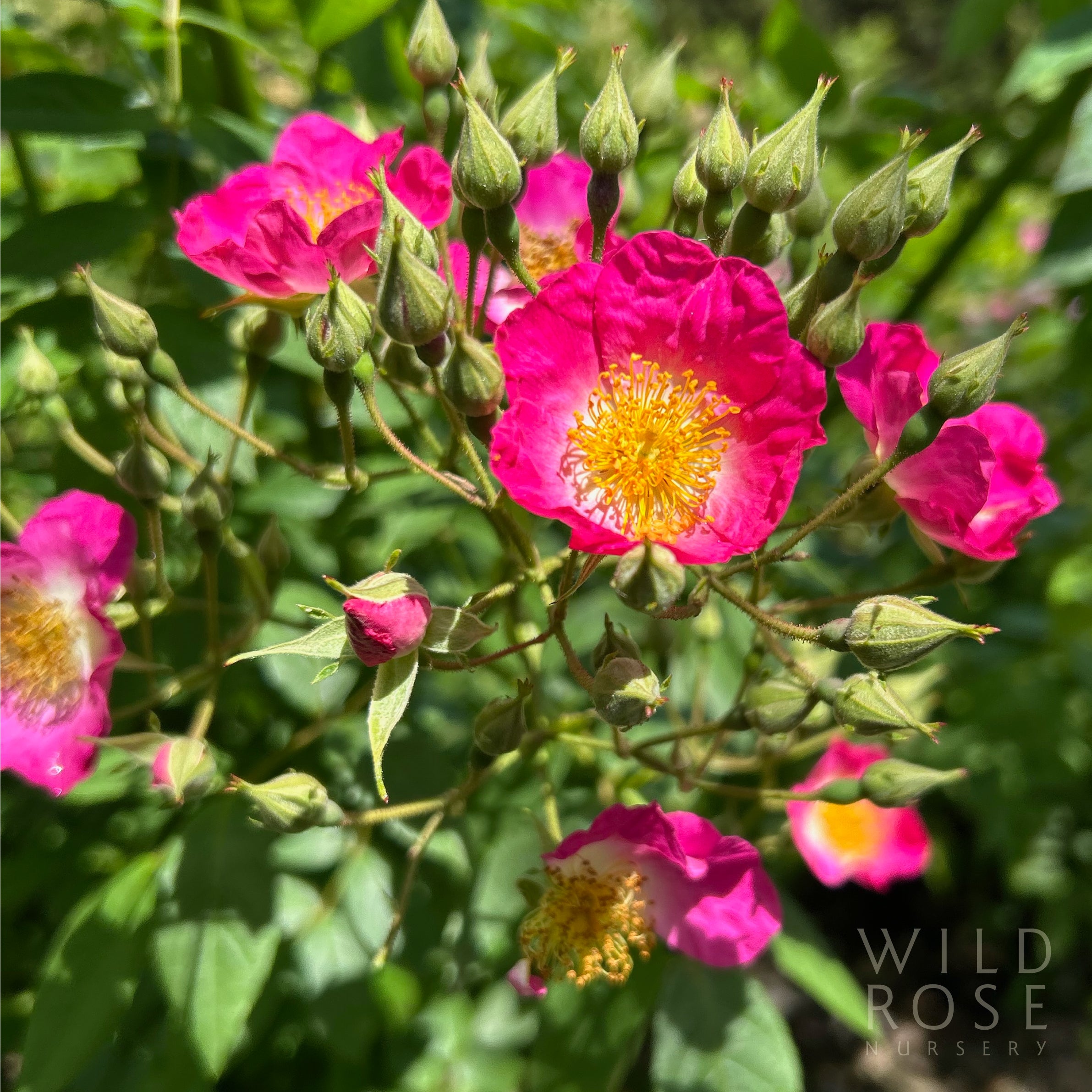 Gladsome – Wild Rose Nursery