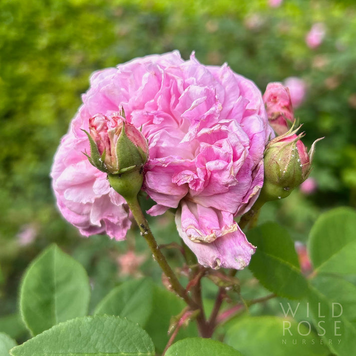 Gloire de Guilan – Wild Rose Nursery