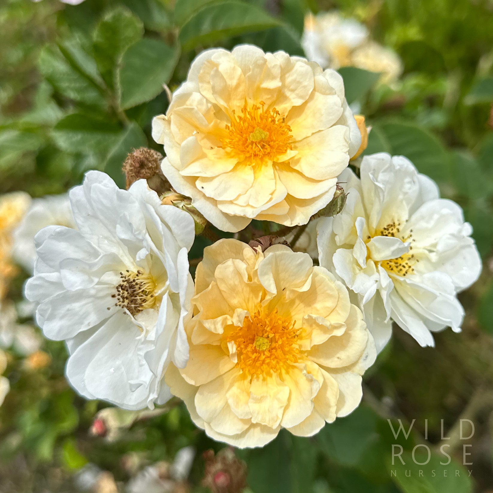 Goldfinch – Wild Rose Nursery
