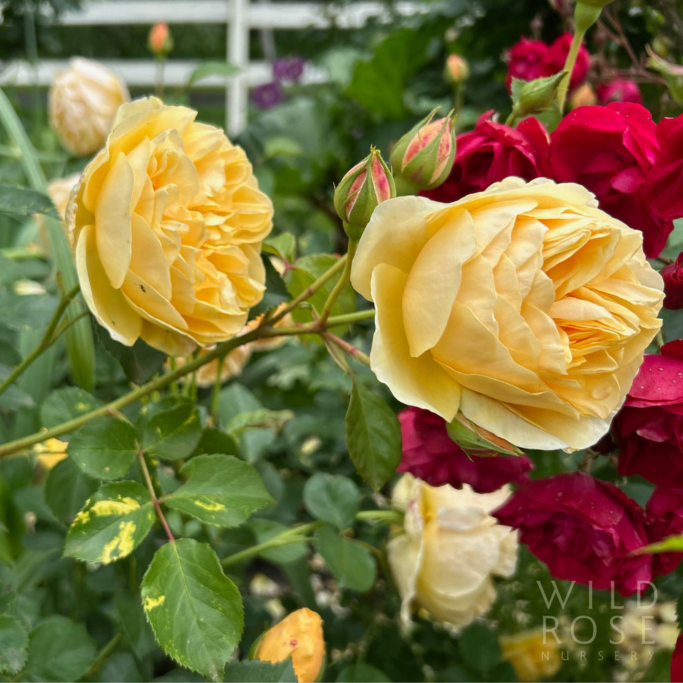 Graham Thomas rose – Wild Rose Nursery