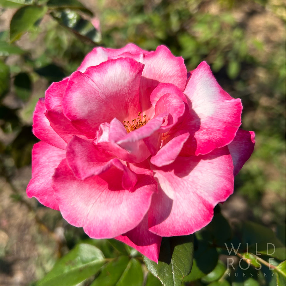 Handel – Wild Rose Nursery