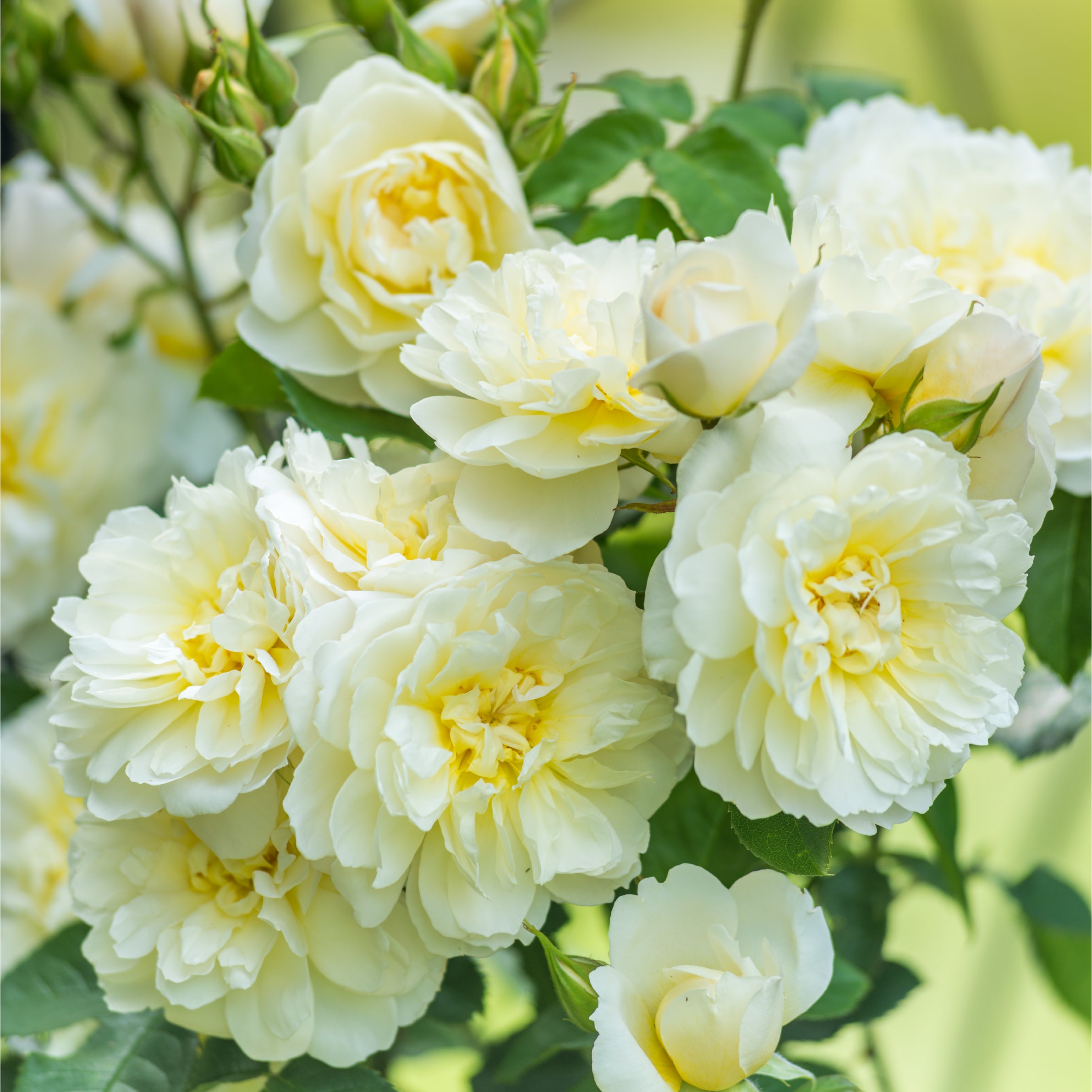 Imogen – Wild Rose Nursery